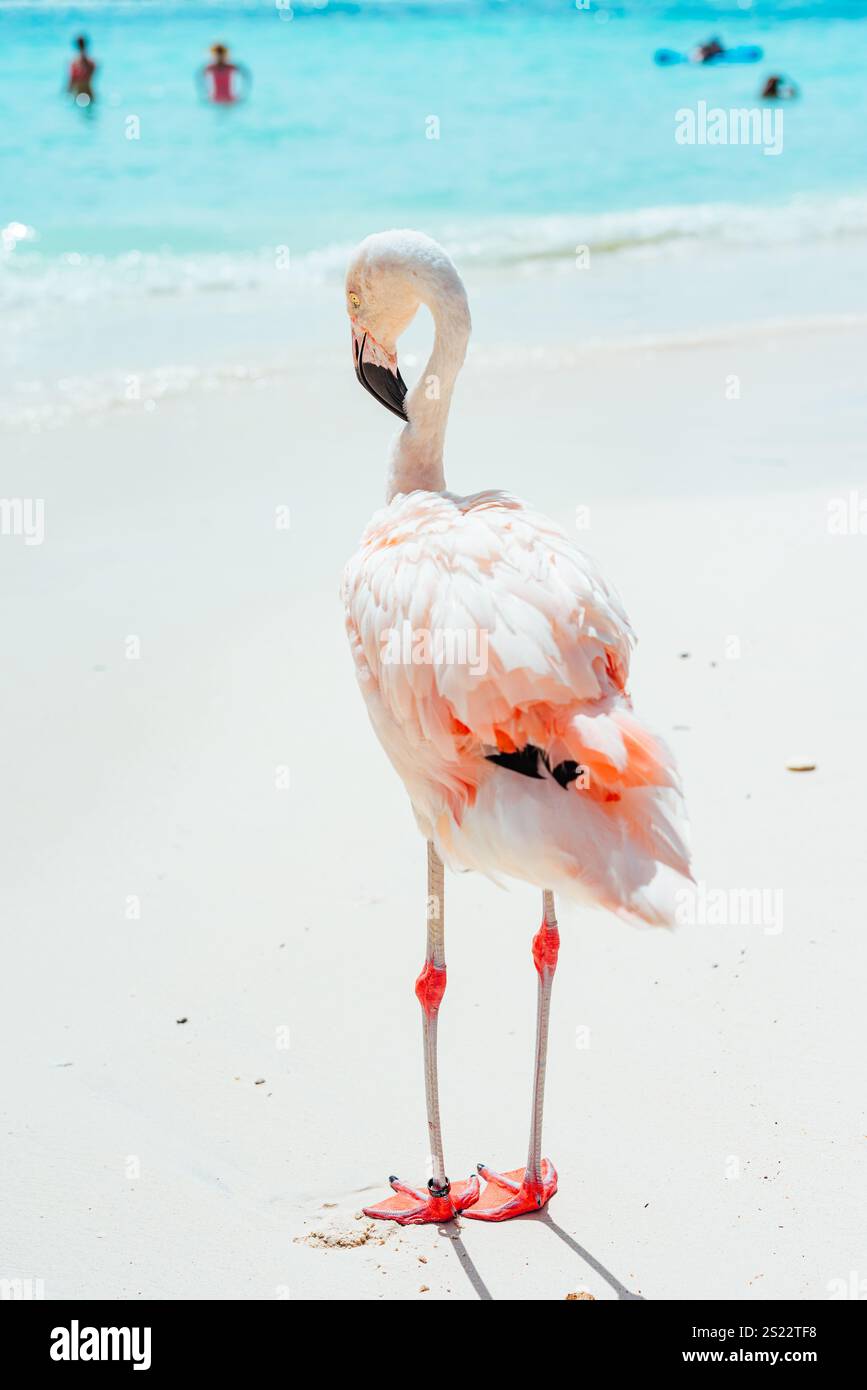 Flamingo on the beach, Renaissance Island, Aruba Stock Photo - Alamy