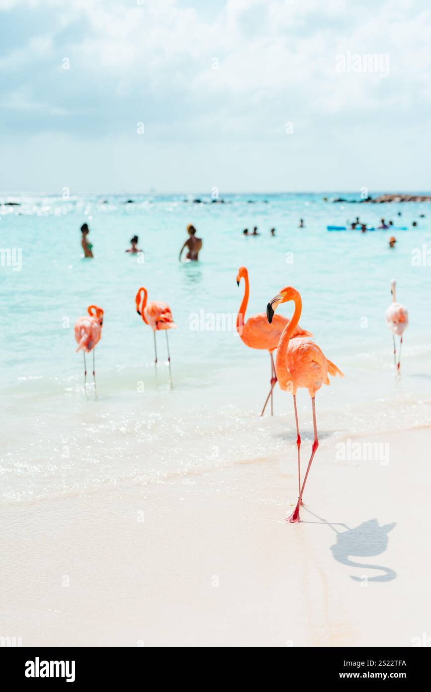 Flamingo on the beach, Renaissance Island, Aruba Stock Photo - Alamy