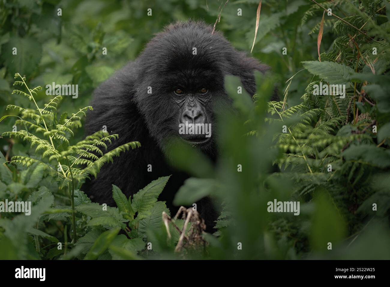Unknown. 08th Apr, 2024. This young Gorilla male watching the ...