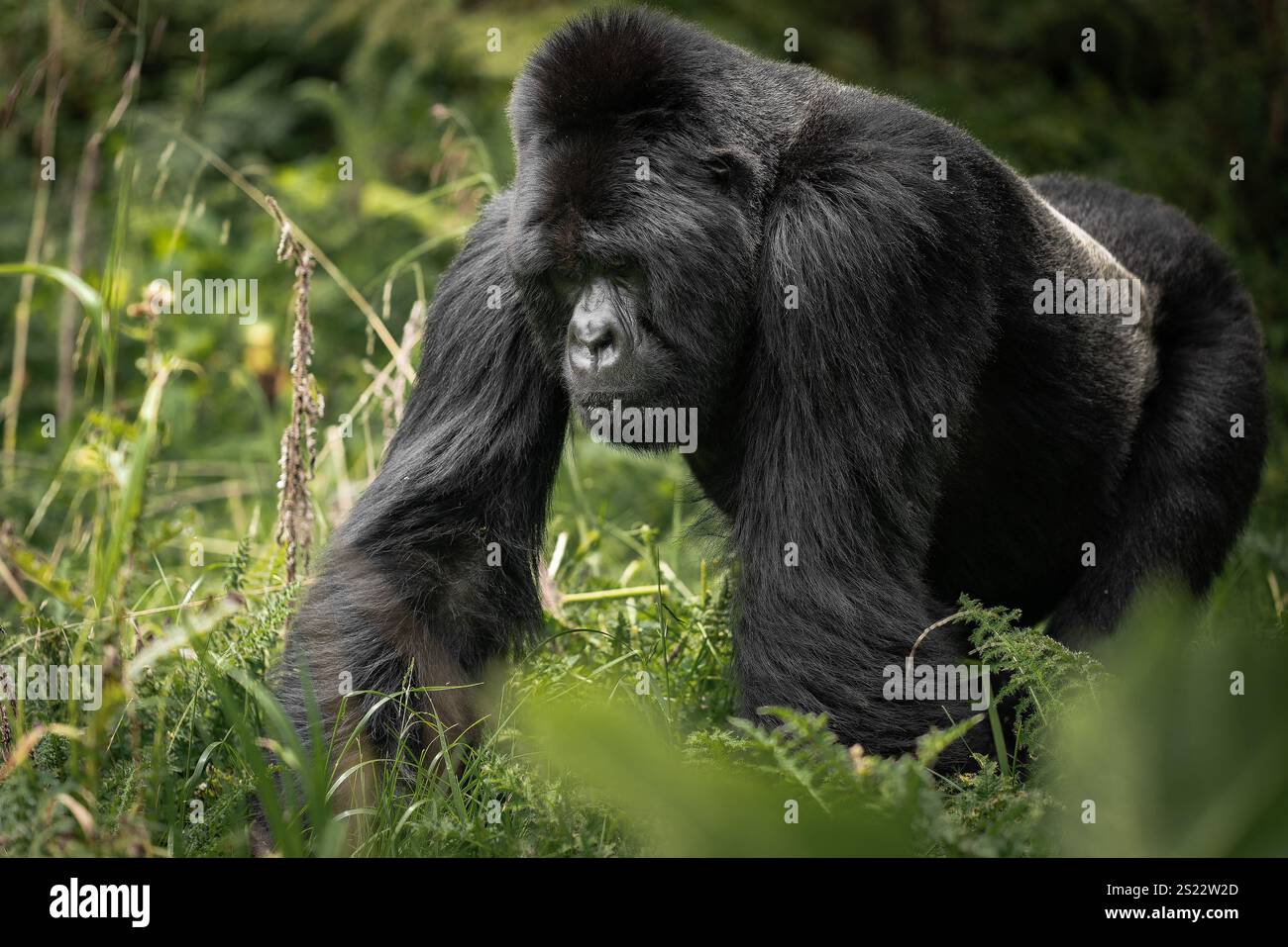 Unknown. 08th Apr, 2024. The silver back lGorilla eads his familly on ...