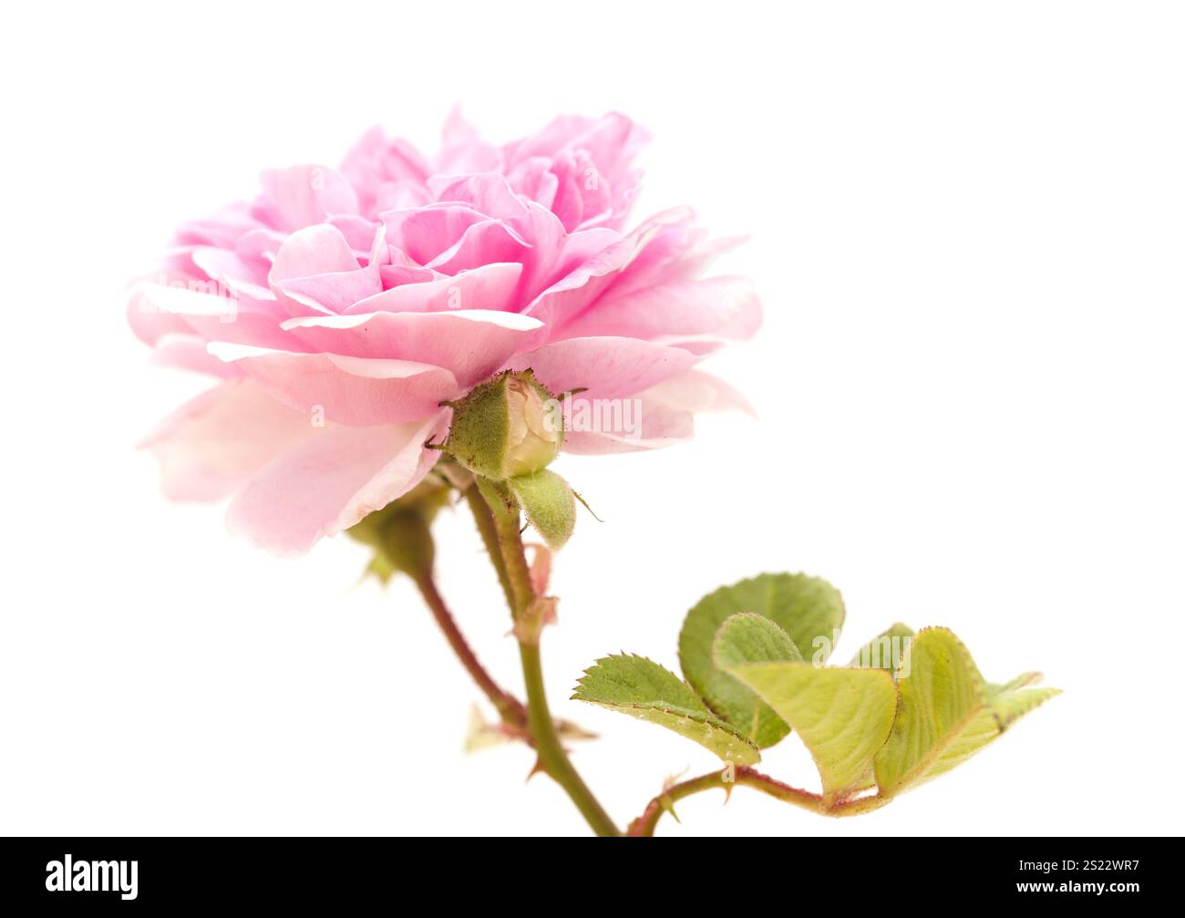 beautiful old style small open gentle pink climbing rose isolated on ...