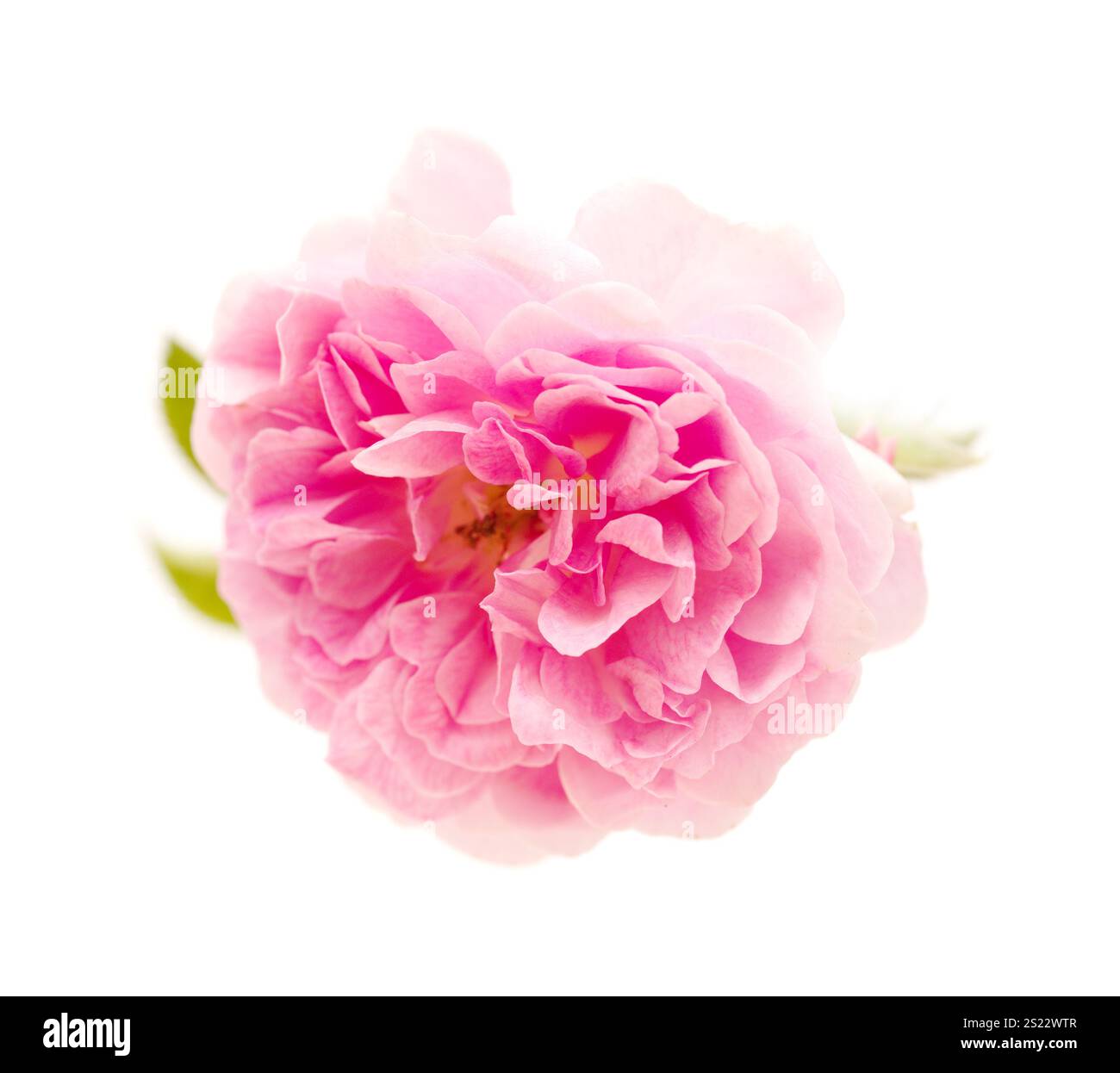 beautiful old style small open gentle pink climbing rose isolated on ...