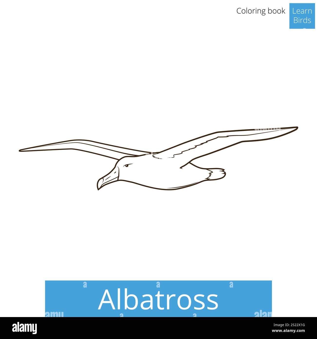 Albatross learn birds coloring book vector Stock Vector Image & Art - Alamy
