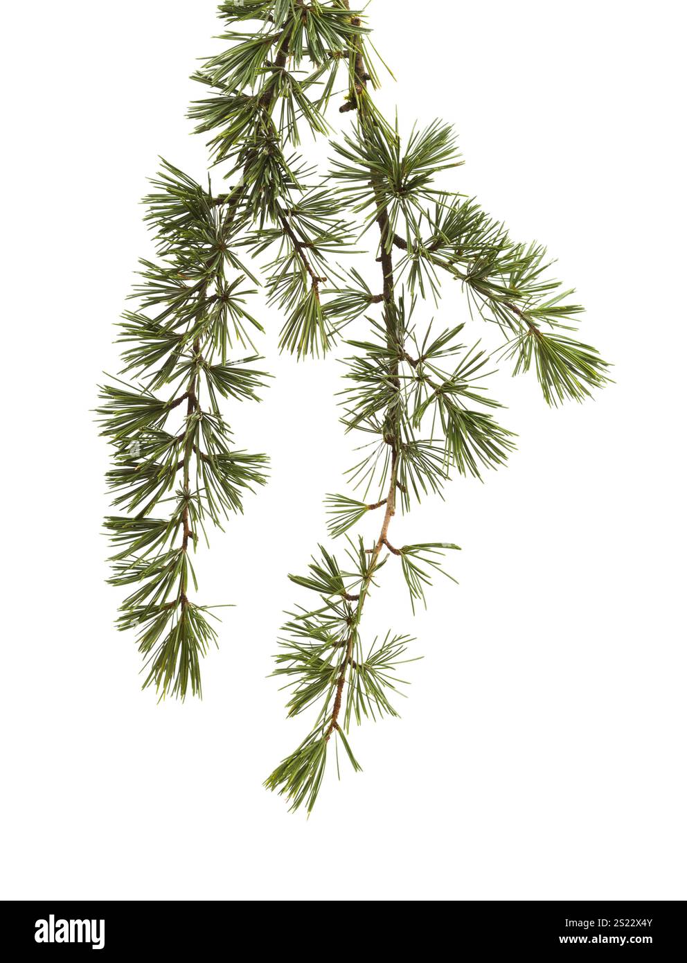Branches of Cedrus libani, commonly known as cedar of Lebanon, isolated ...