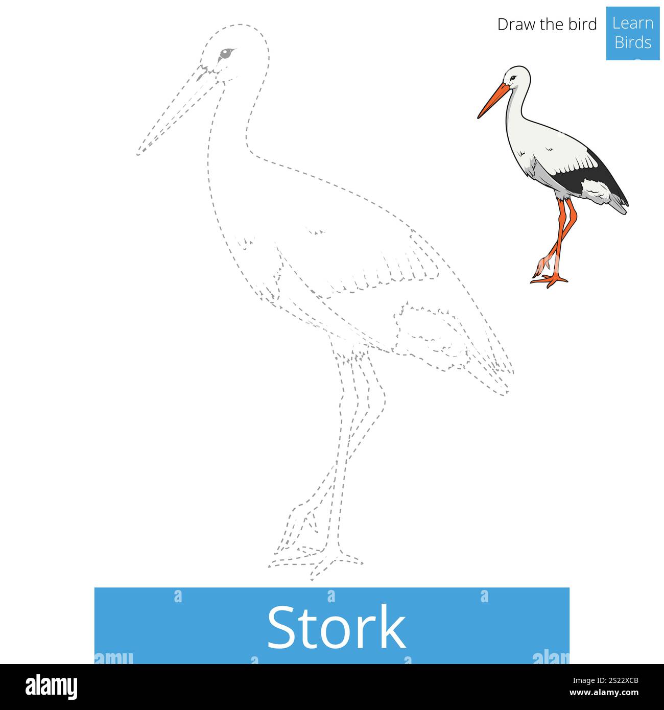 Stork bird learn to draw vector Stock Vector Image & Art - Alamy