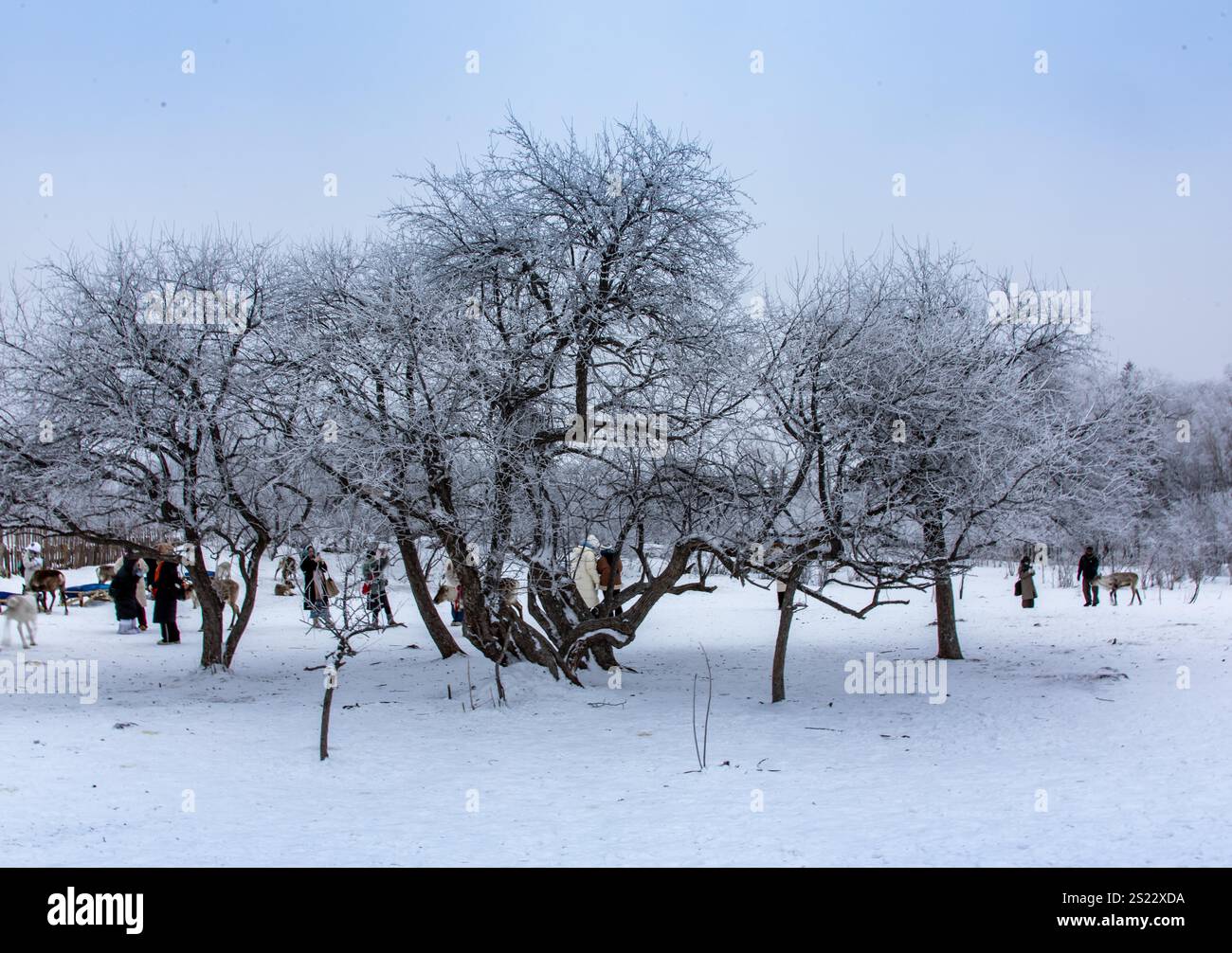 Snow scenery of Xianfeng National Forest Park attracts tourists in ...