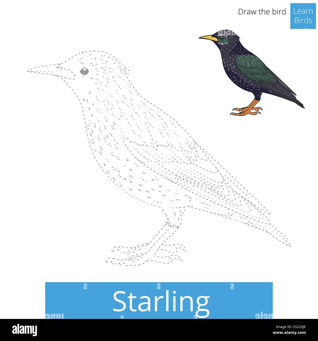Starling bird learn to draw vector Stock Vector Image & Art - Alamy
