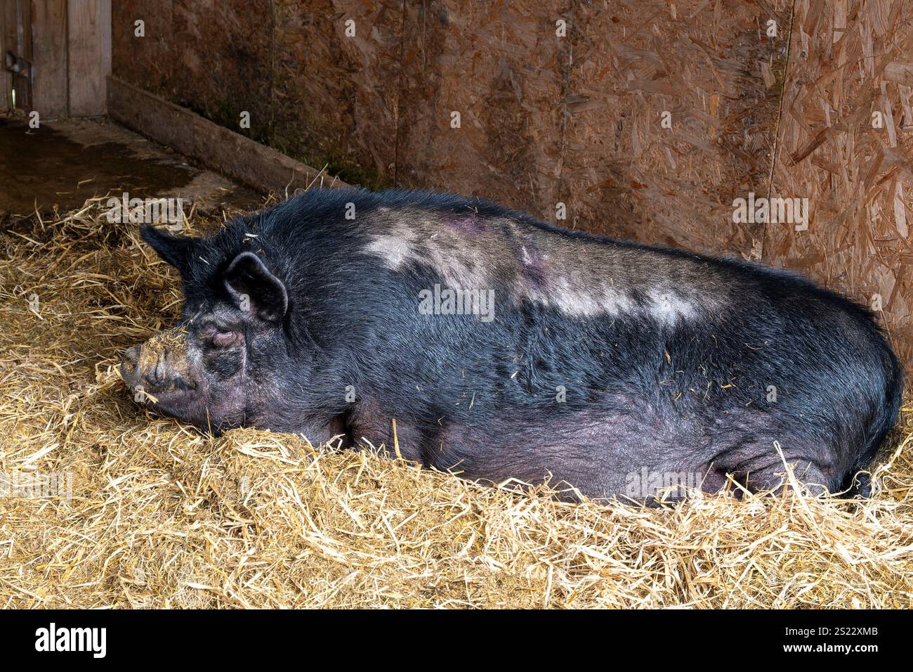 Large pig Lying on a bed of straw Stock Photo - Alamy