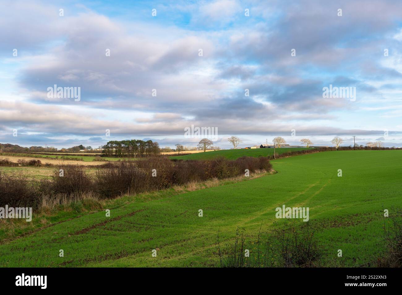 The trees and hedge rows of Perceton Mains one of Scotlands oldest ...