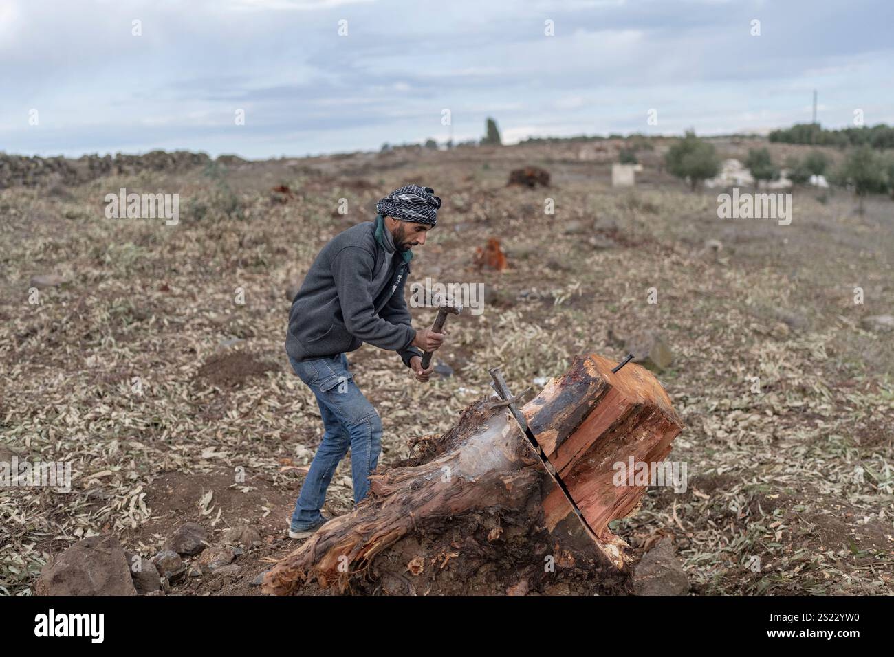 A man collects wood from a tree that was removed by the Israeli ...
