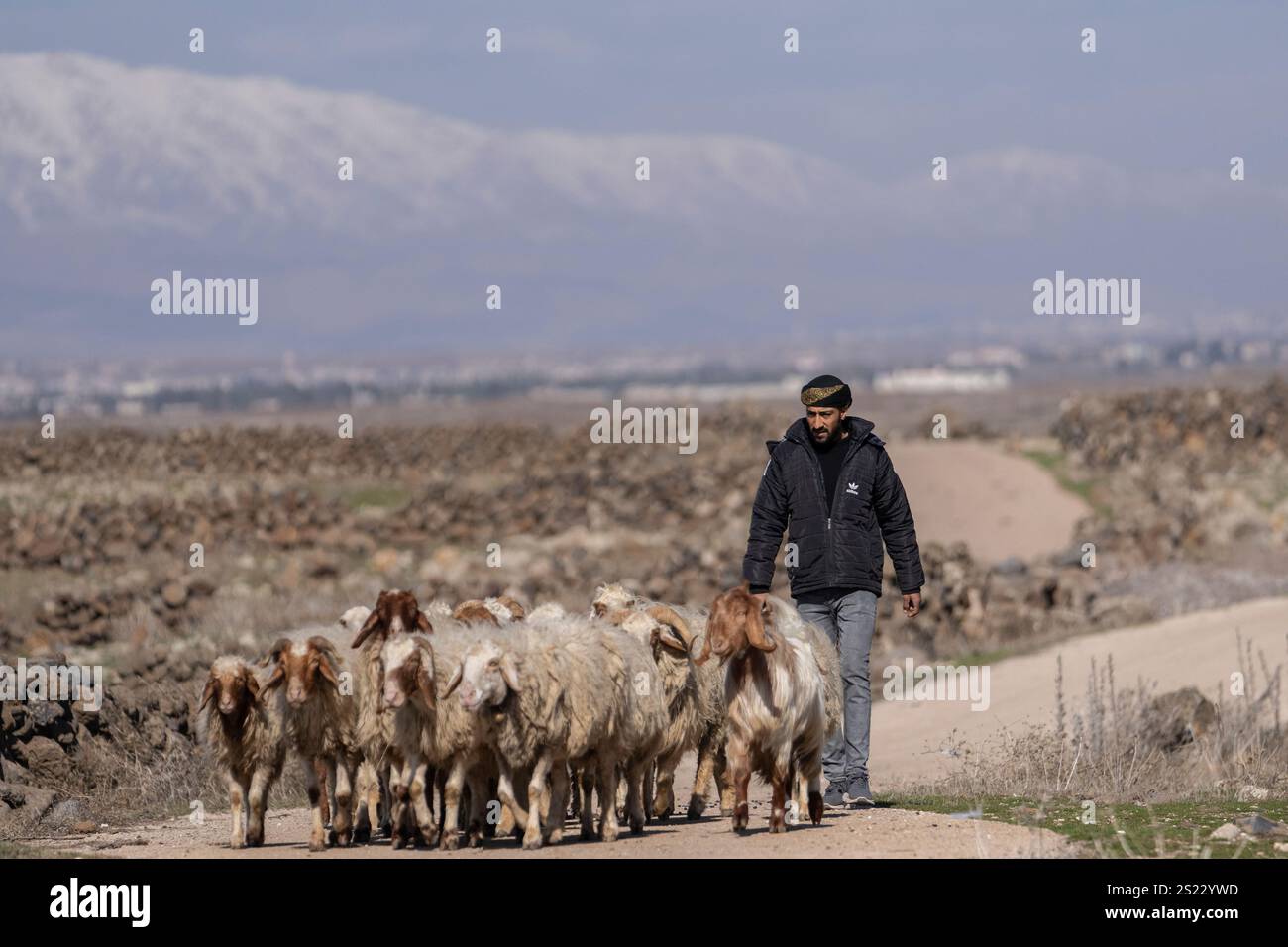 A shepherd guides his sheep at the foothills of Syria's tallest ...