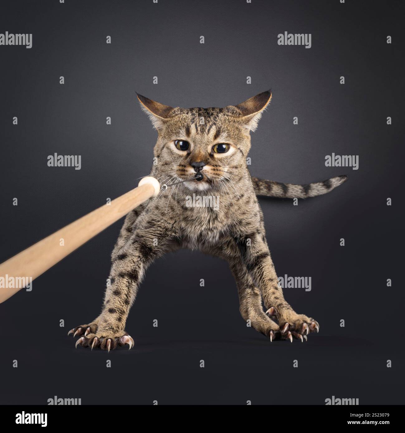 Hard claws hi-res stock photography and images - Alamy
