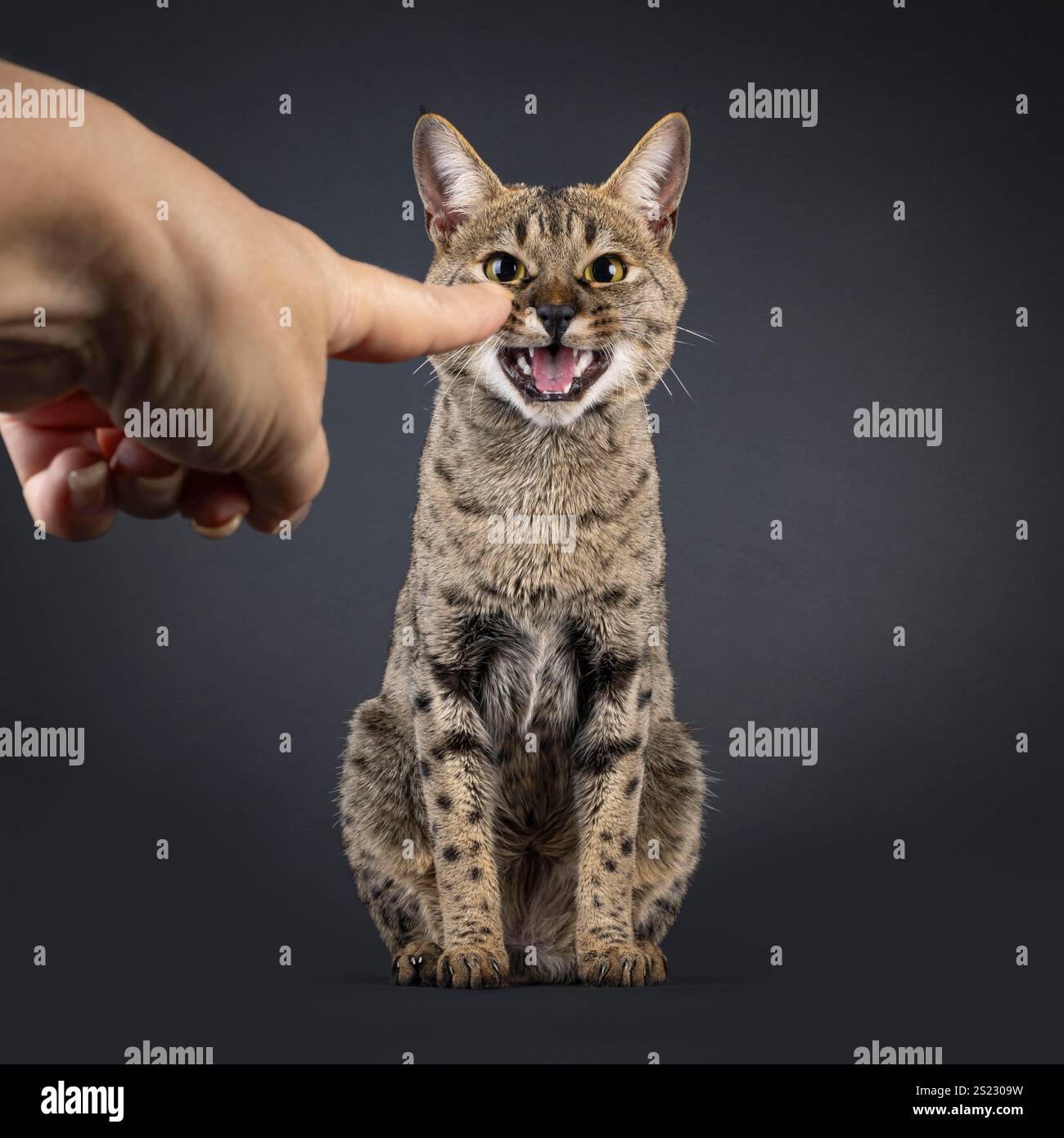Male spotted Savannah cat, sitting up elegant with mouth wide open ...