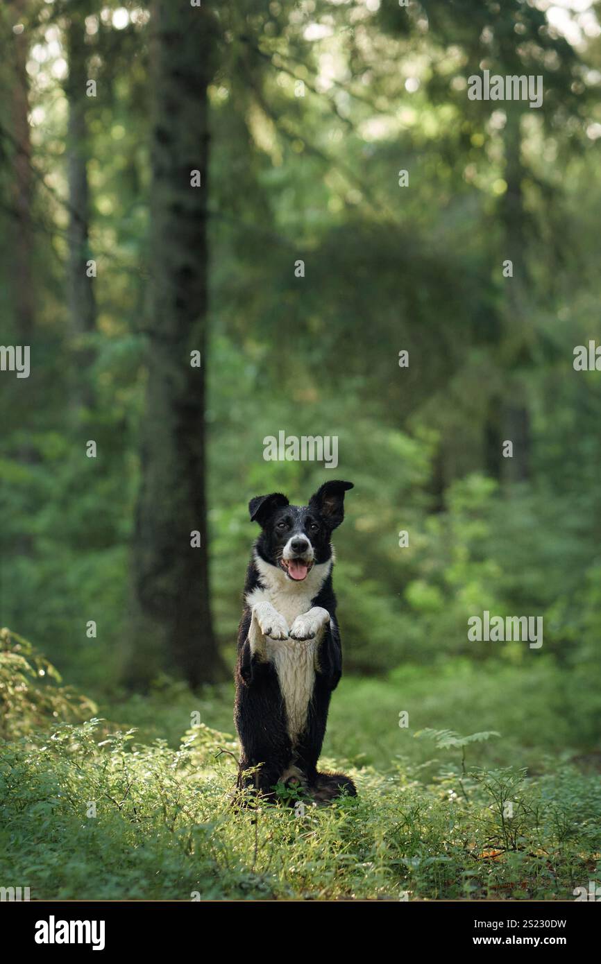 A Border Collie poses attentively in a forest path surrounded by dense ...