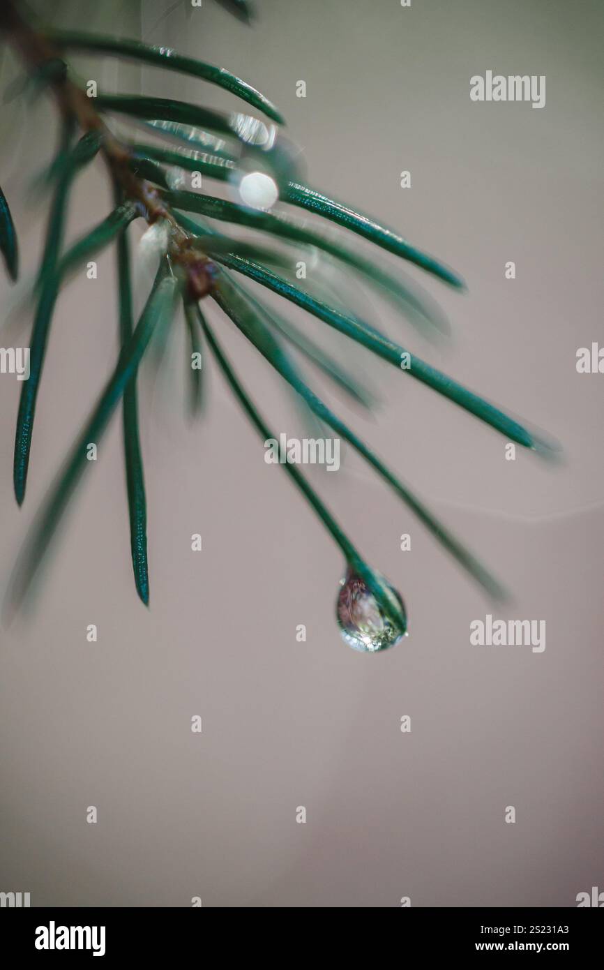 A sharp water droplet at the end of a pine needle Stock Photo - Alamy
