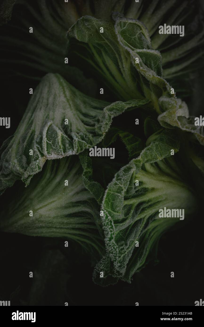 Frosted edges of green ruffled leaves Stock Photo - Alamy