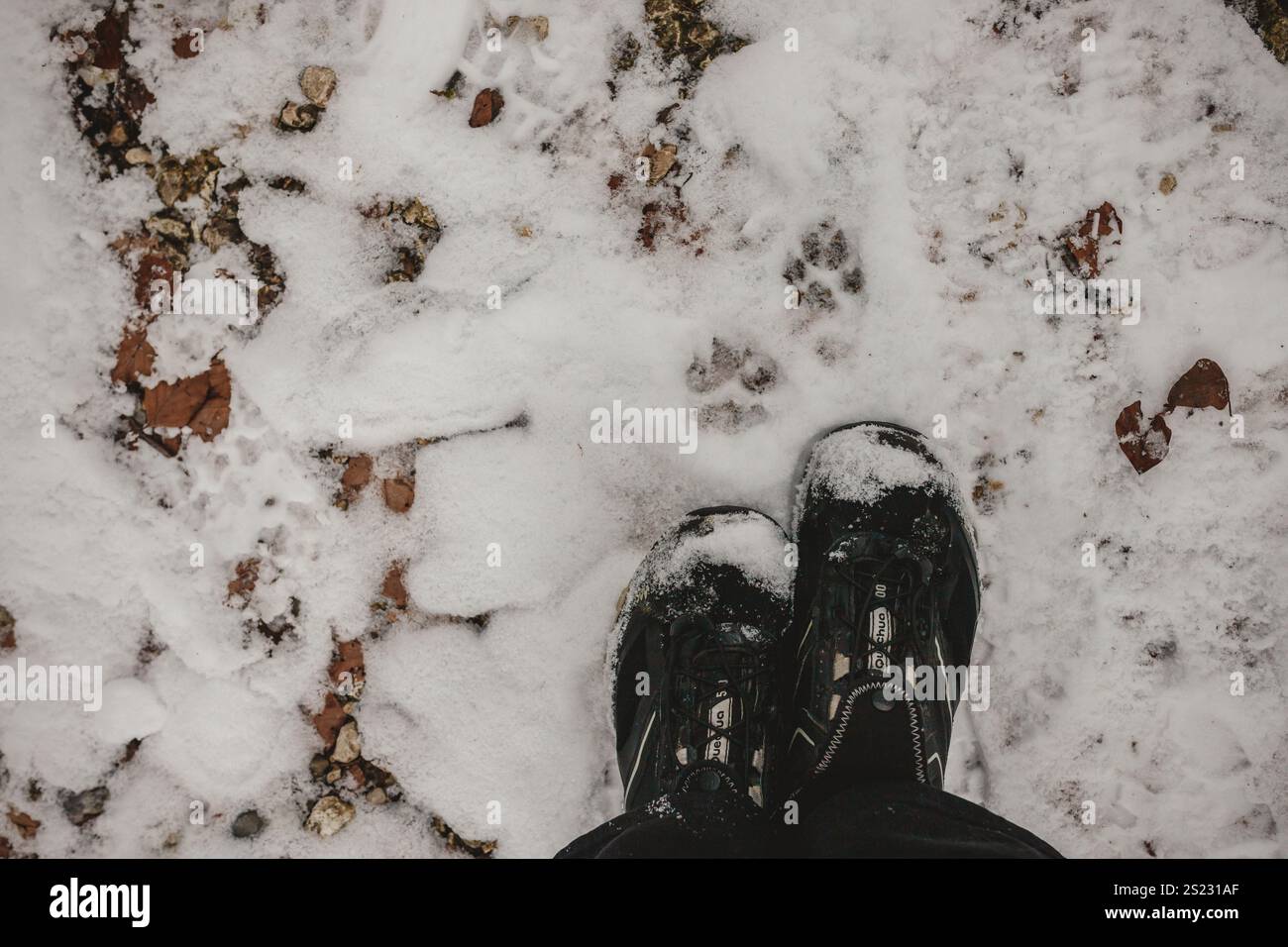 Two human feet behind two animal tracks in the snow Stock Photo - Alamy