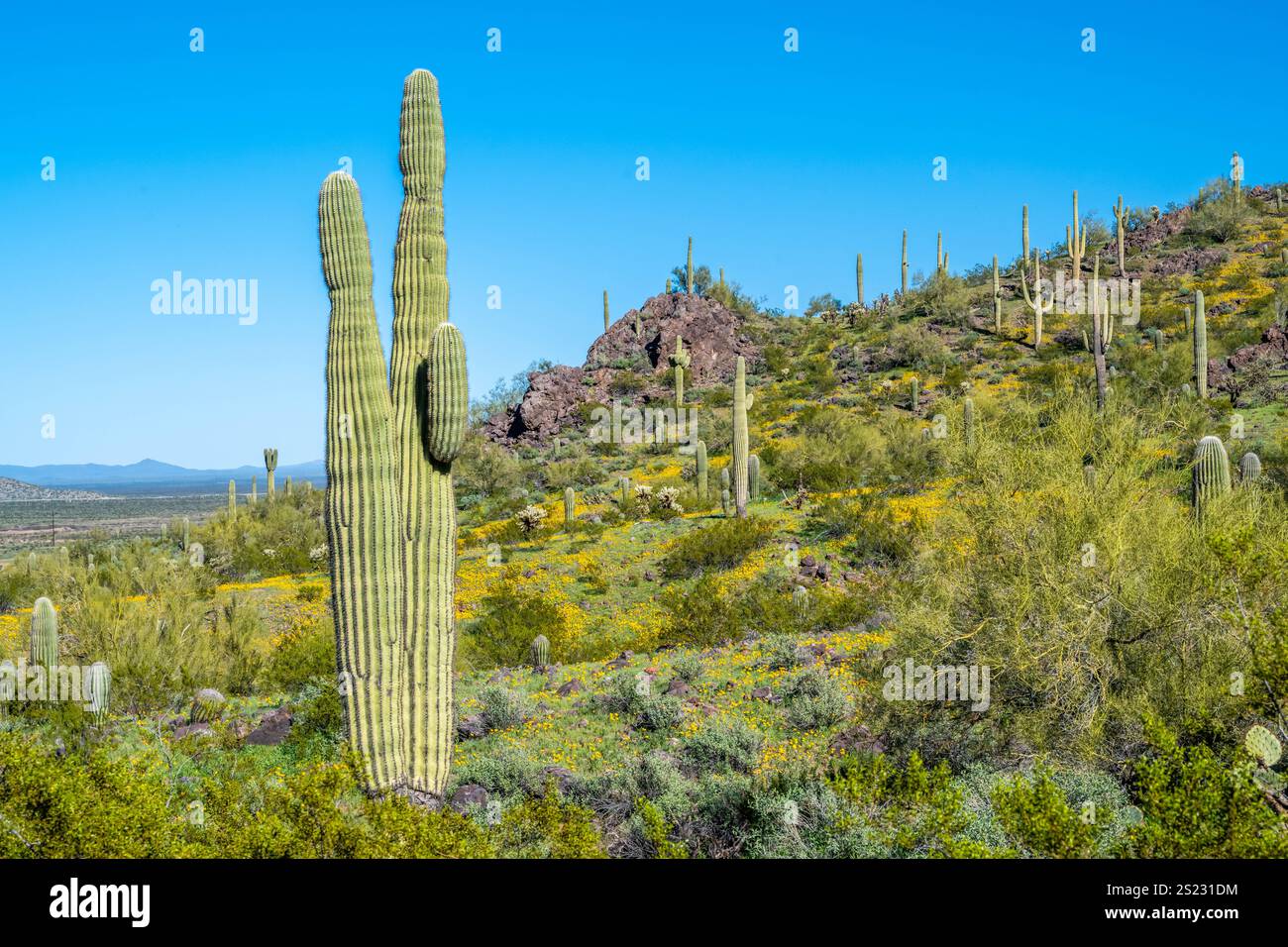 A large tree like cactus that have branches shaped like candelabra ...