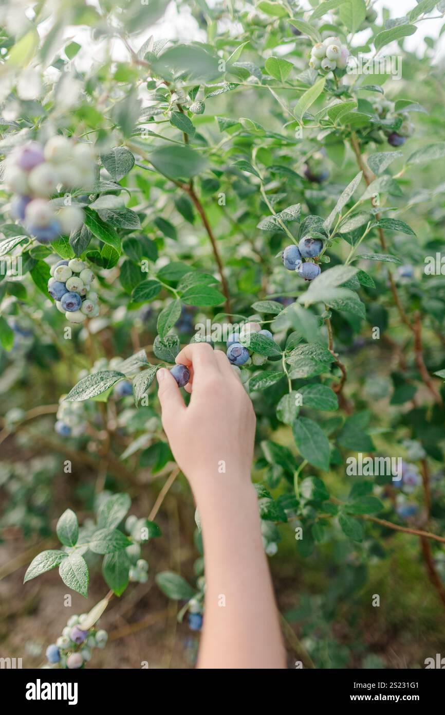 Hand picking blueberry in an orchard in the spring Stock Photo - Alamy