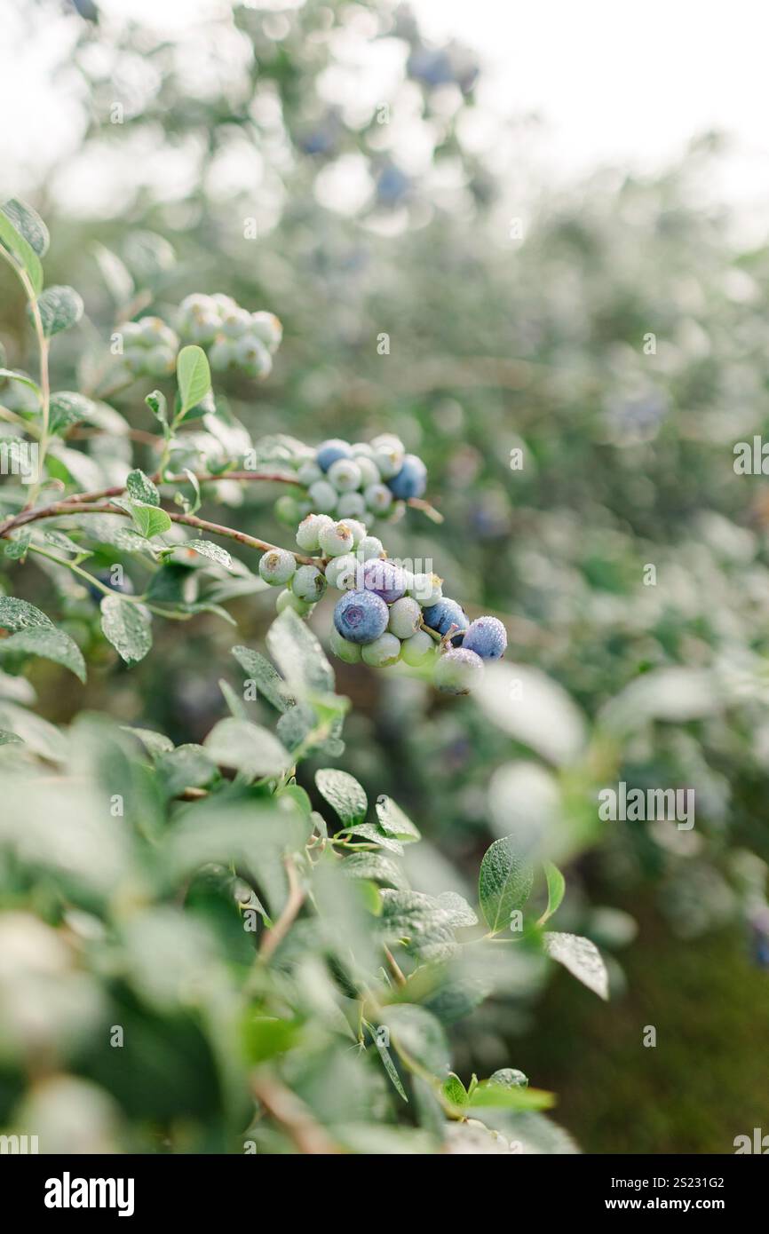 Fruit farm with blueberry cluster with dew Stock Photo - Alamy