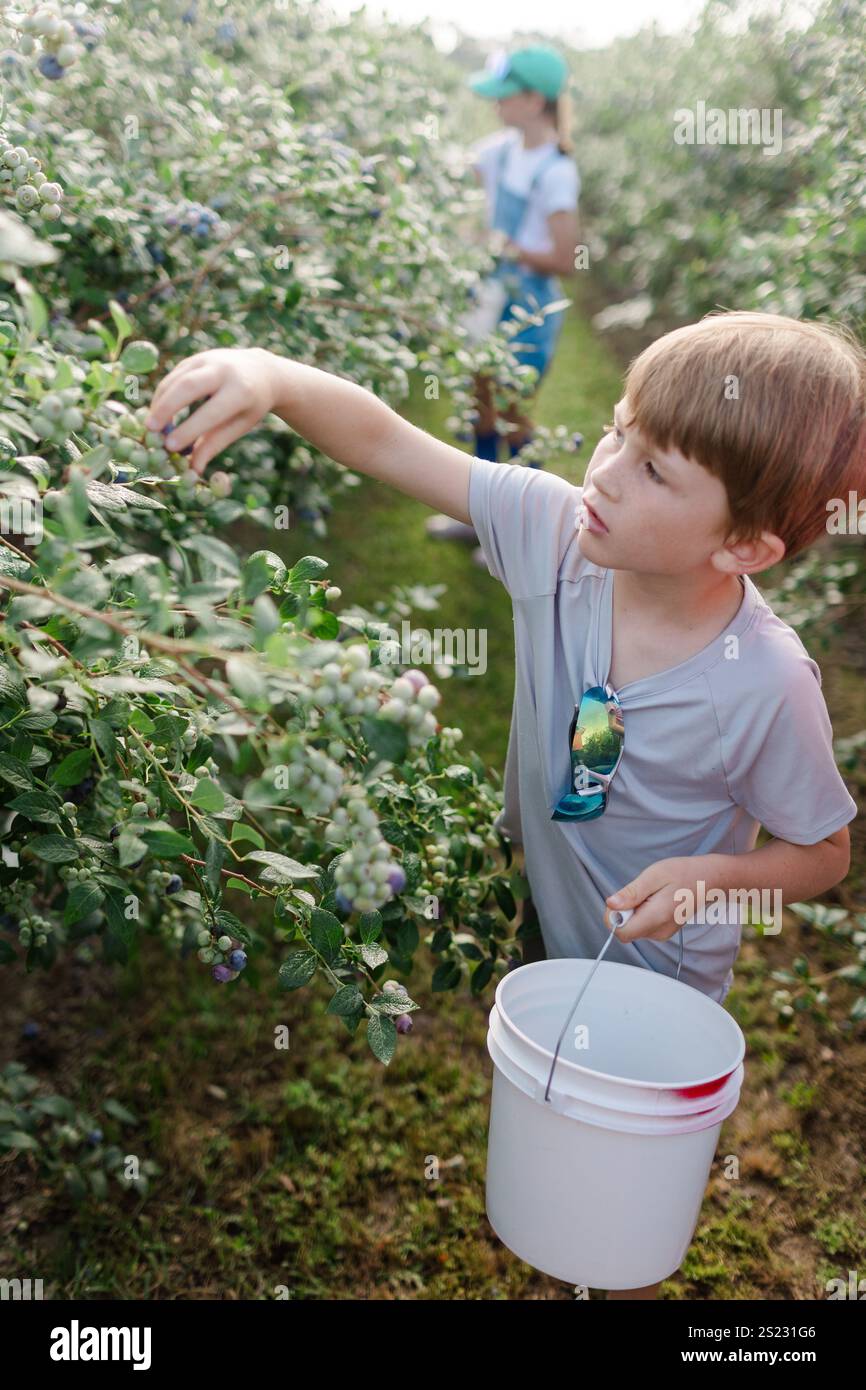 young boy picking blueberries on a spring morning with siblings Stock ...