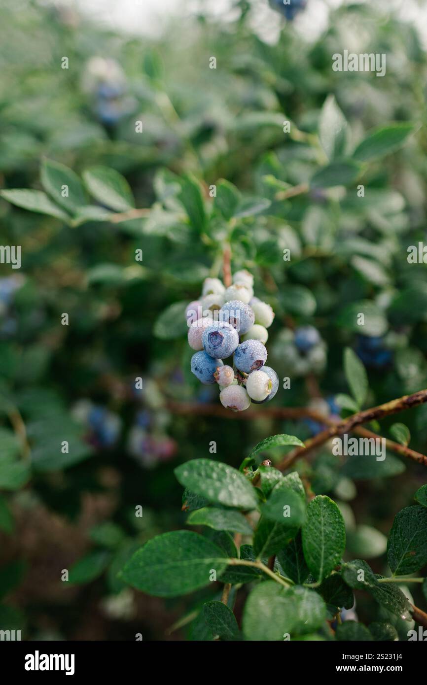 blueberry patch with cluster of berries covered in dew Stock Photo - Alamy