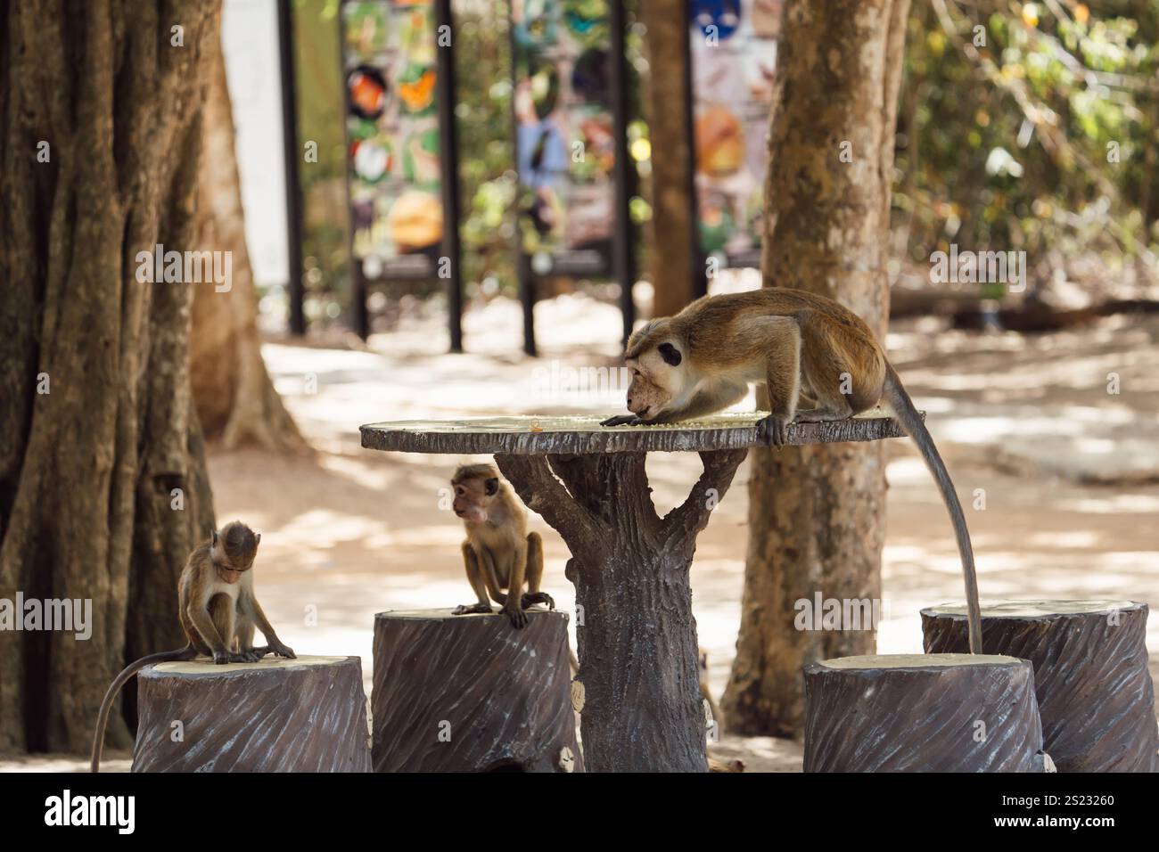 Mother and two young monkeys stealing food from table Stock Photo - Alamy