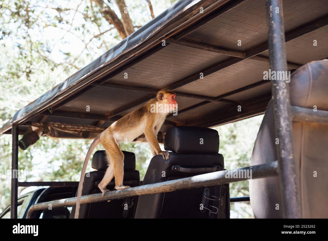 a Semnopithecus monkey explores an empty safari vehicle in sri lankas ...