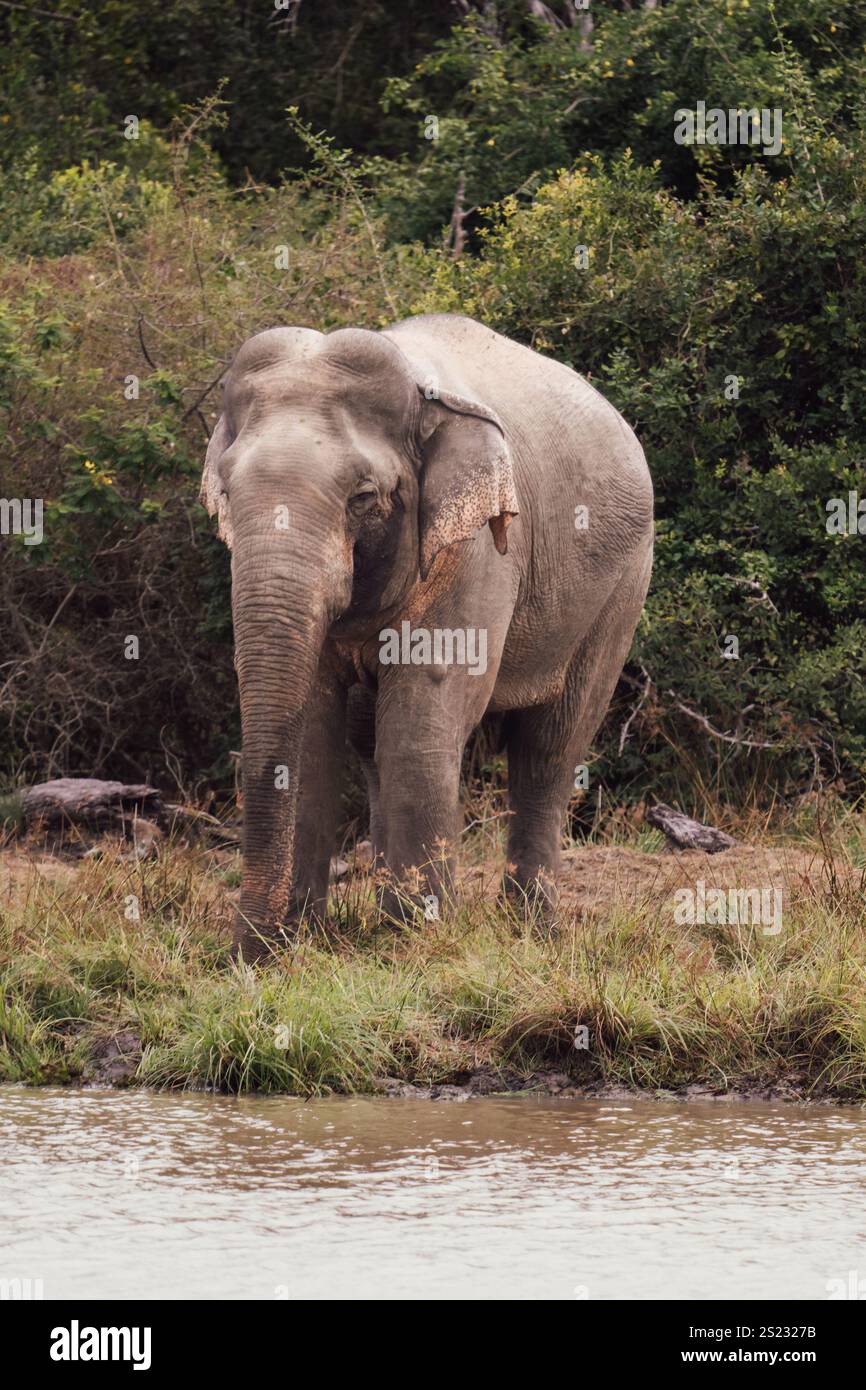 asian elephant with no tusks coming out of jungle Stock Photo - Alamy