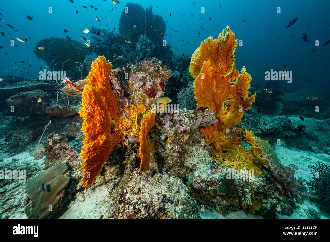 coral landscape in the Andaman Sea / Thailand Stock Photo - Alamy