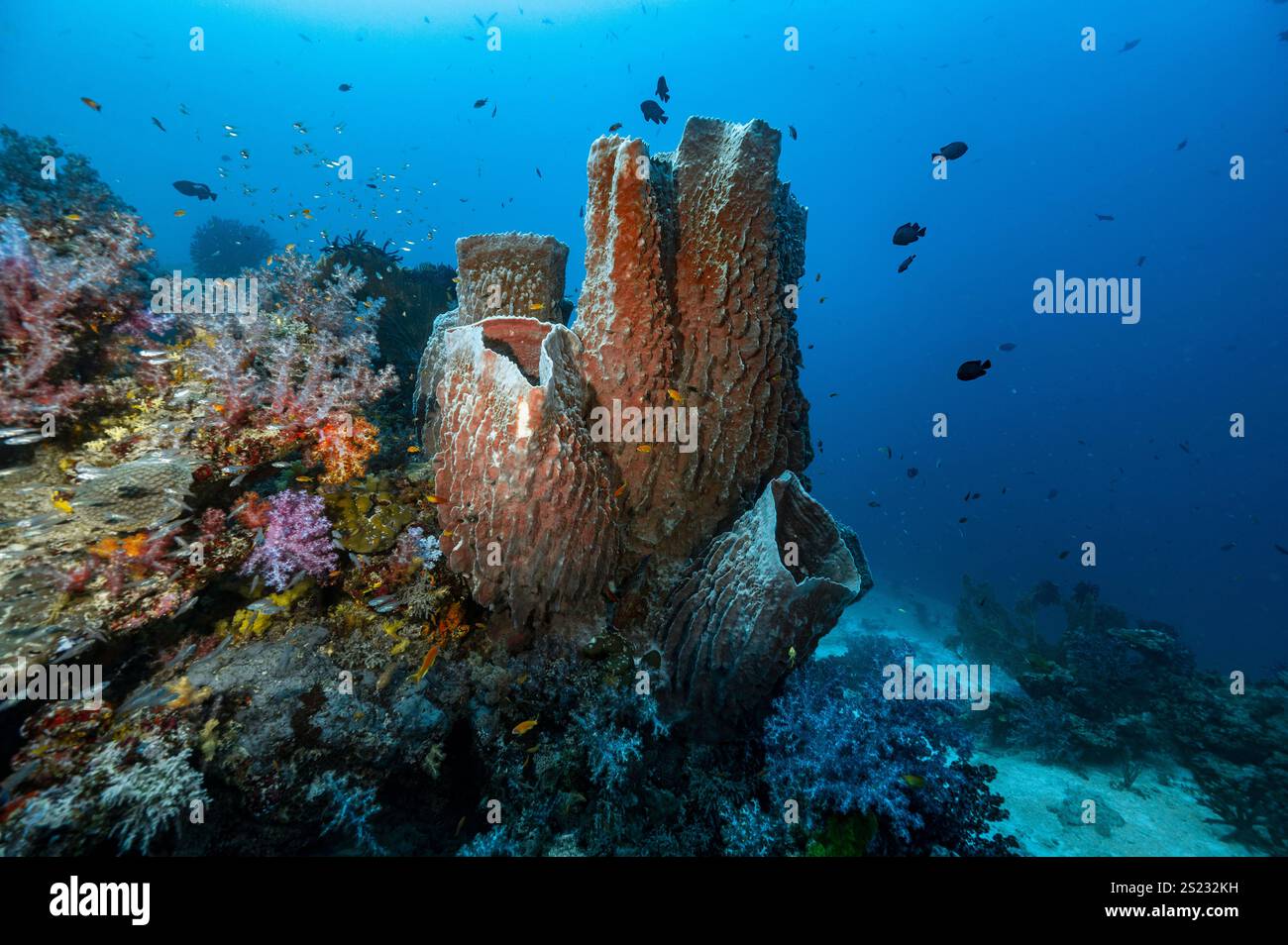 sponge barrel coral close to the Similan islands in Thailand Stock ...