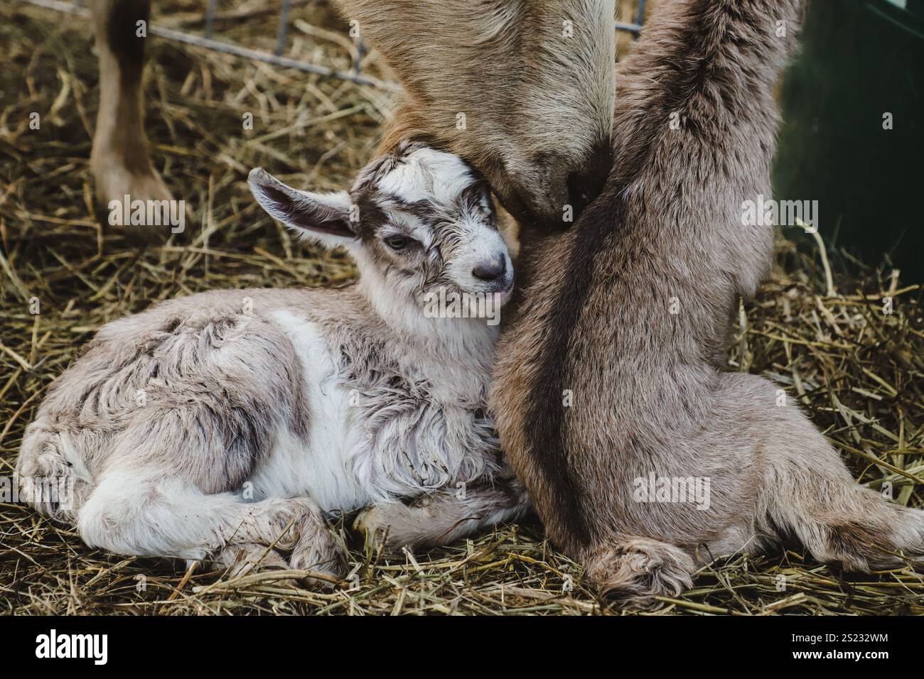 Two Baby Goats Laying in Hay Stock Photo - Alamy