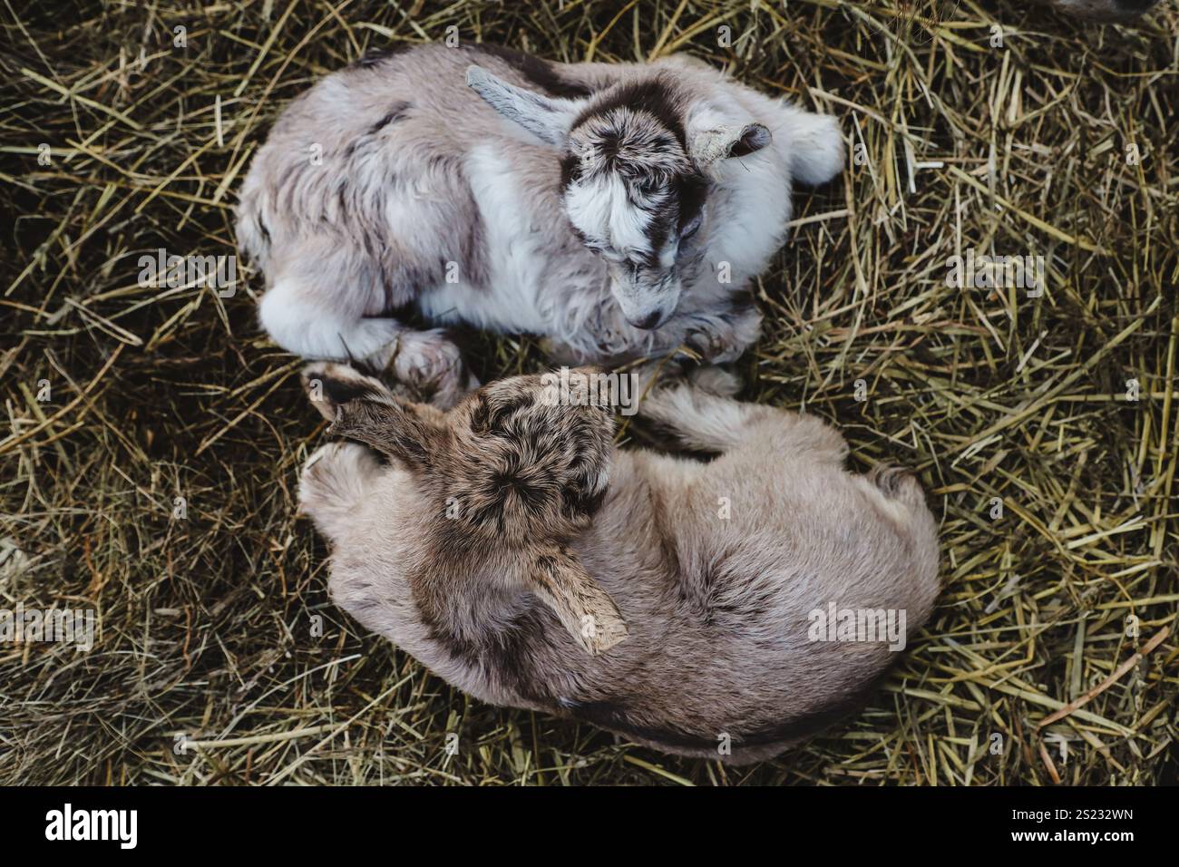 Two Baby Goats Laying in Hay Stock Photo - Alamy