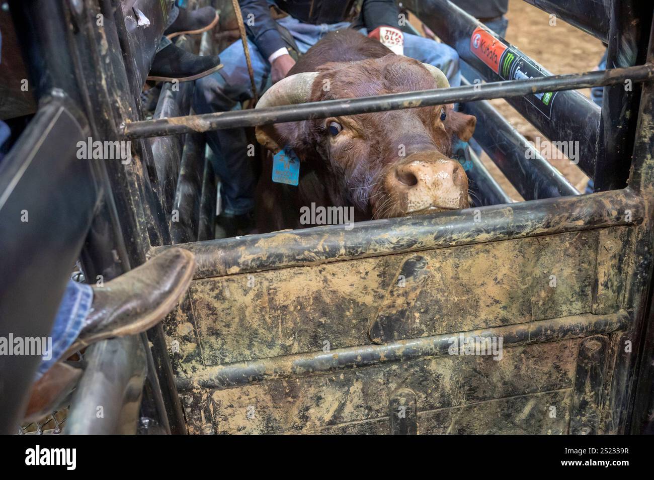 New York, New York, USA. 5th Jan, 2025. (new) 2025 professional bull ...
