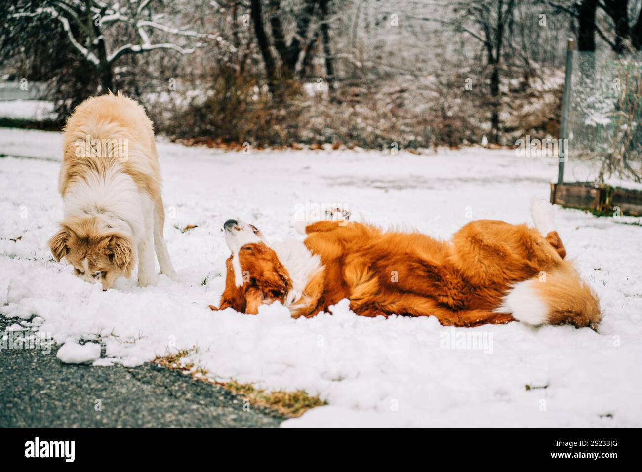 Cozy scene friends playing hi-res stock photography and images - Alamy