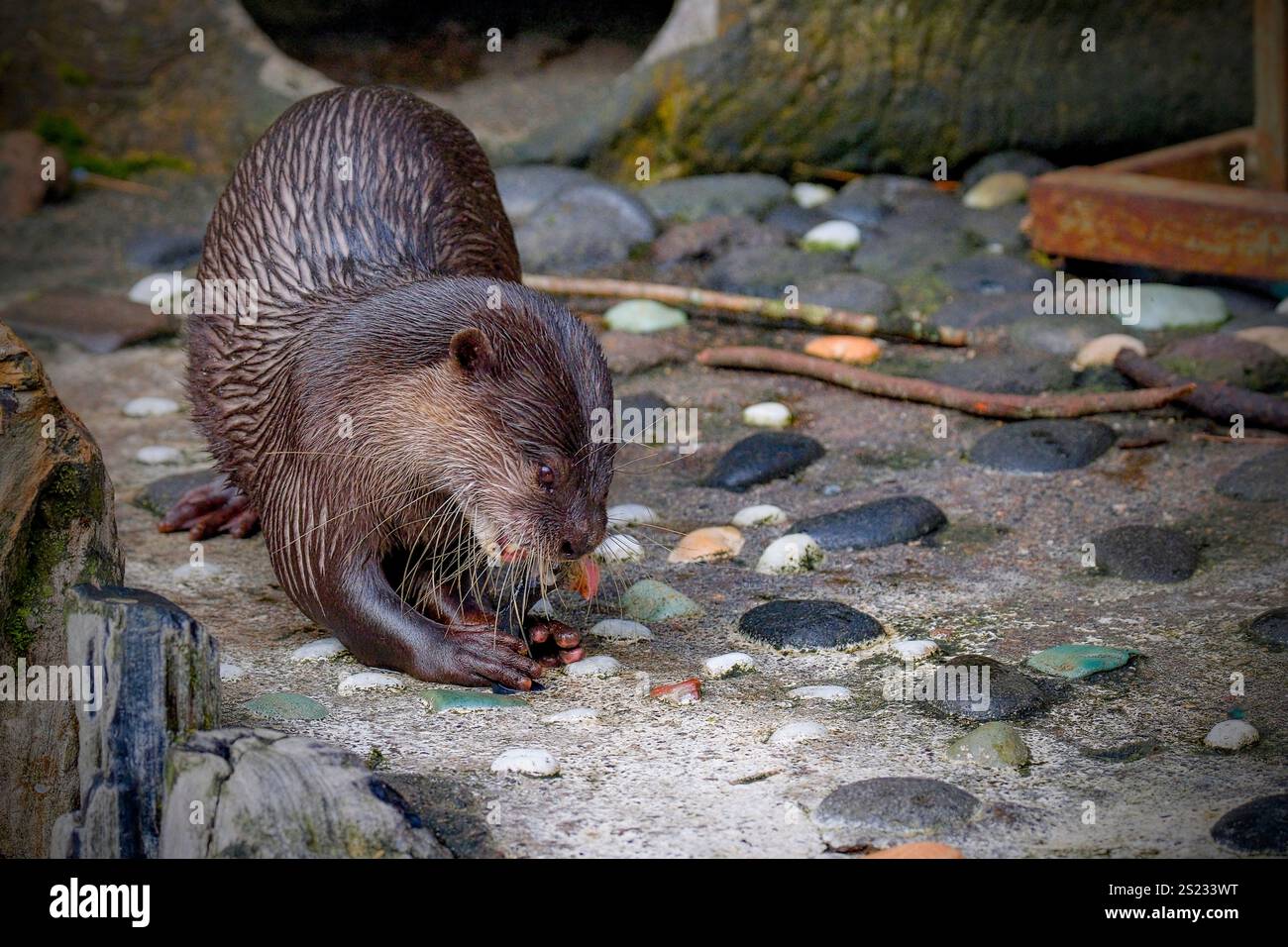 An otter easting a fish Stock Photo - Alamy