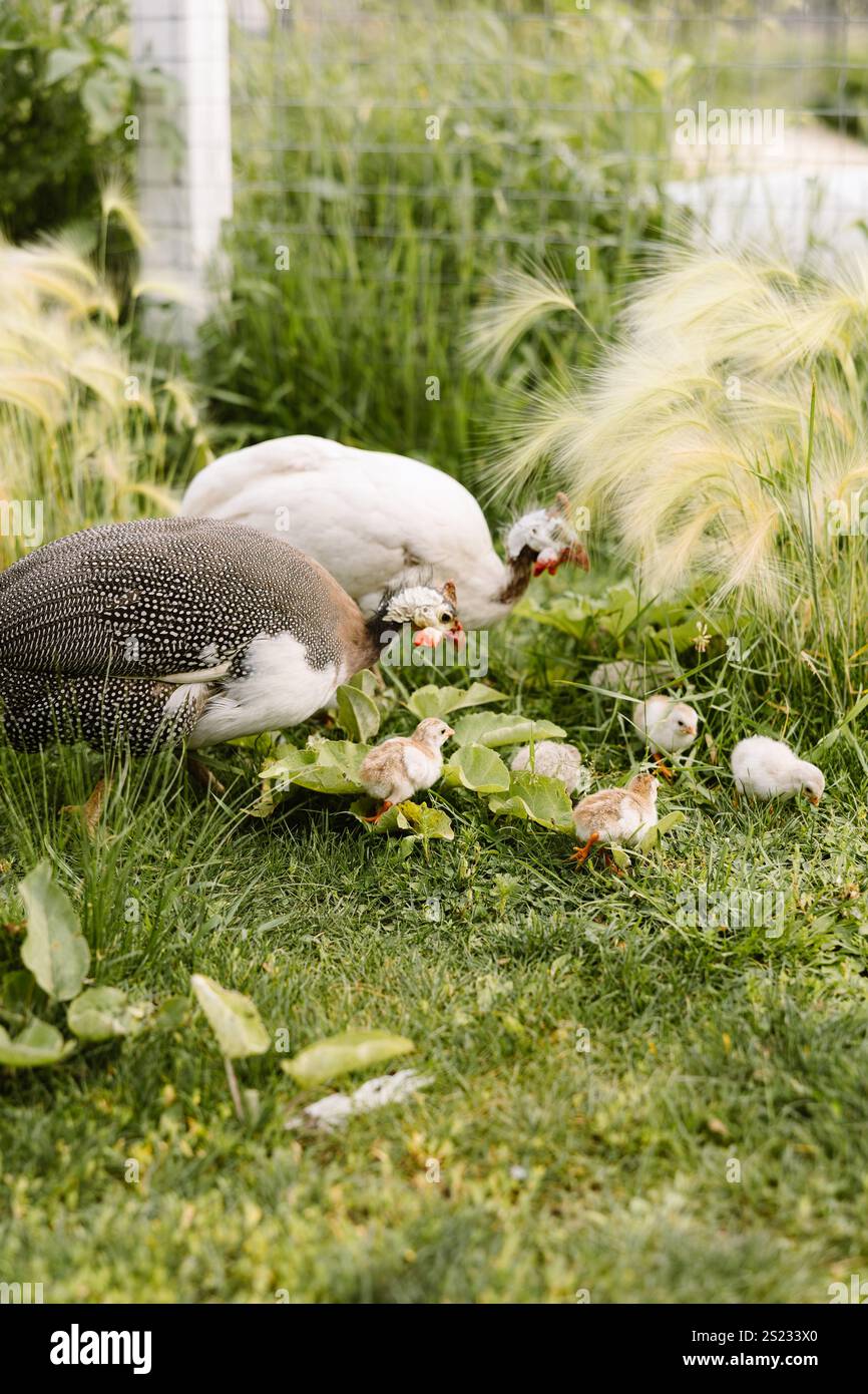 Guinea fowl farm hi-res stock photography and images - Alamy