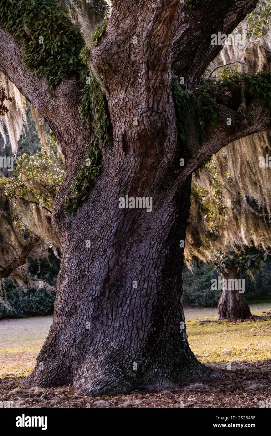 Very large live oak tree with spanish moss Stock Photo - Alamy