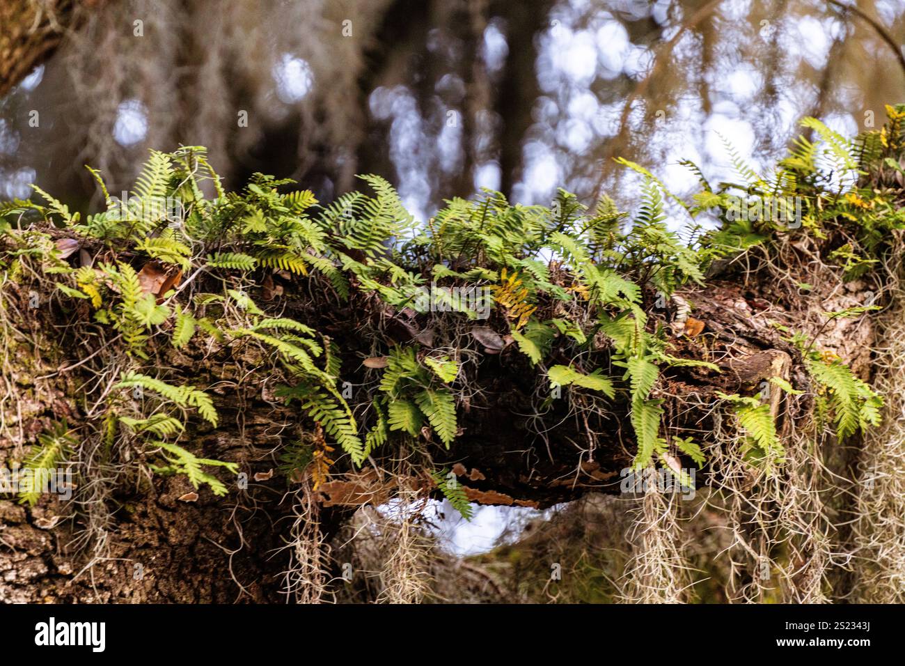 Spanish moss oak tree hi-res stock photography and images - Alamy