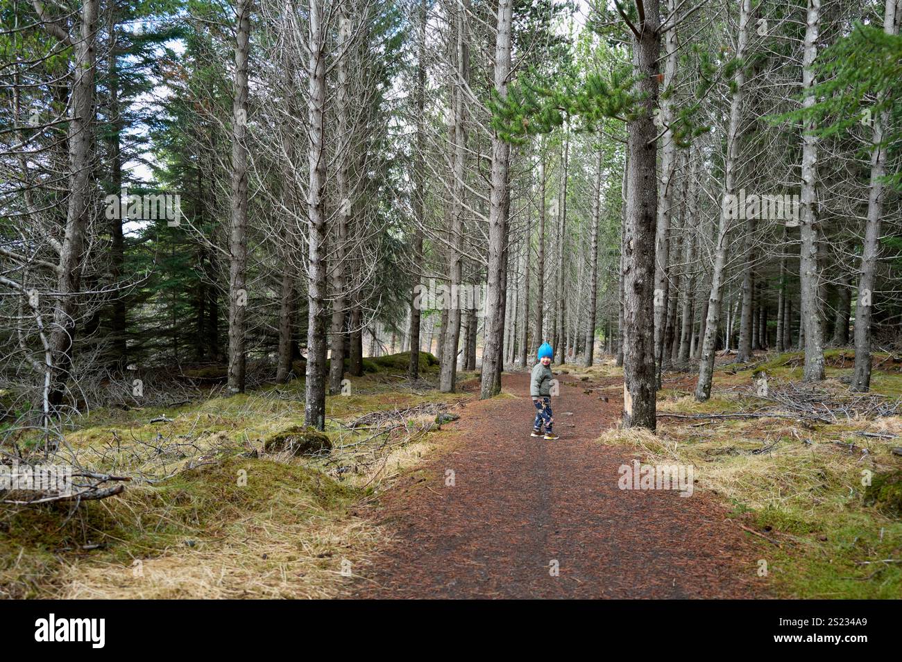 Full body of anonymous child standing on pathway amidst trees in forest ...