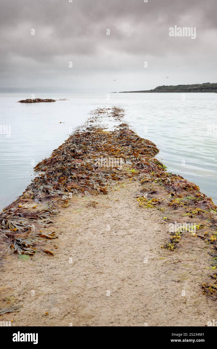 Jetty with seaweed at Moelfre, Anglesey, North Wales Stock Photo - Alamy