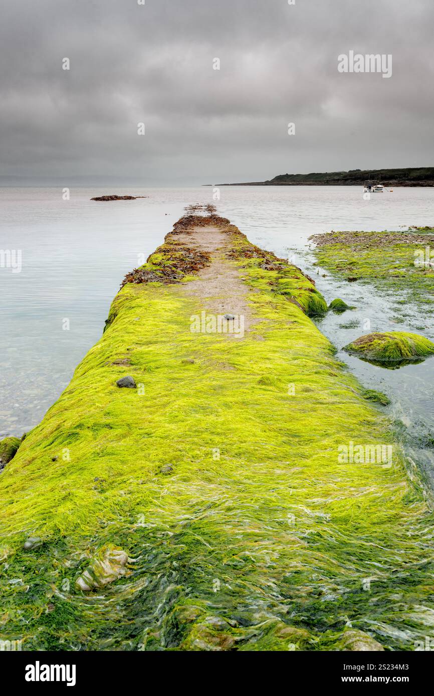 Jetty with seaweed at Moelfre, Anglesey, North Wales Stock Photo - Alamy