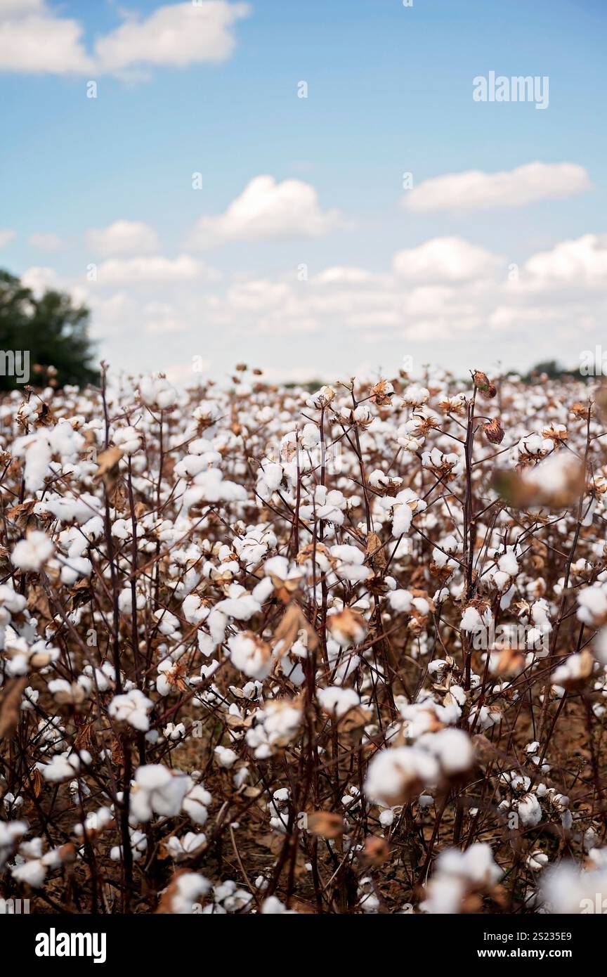 Cotton plants with fluffy white bolls under a clear blue sky Stock ...