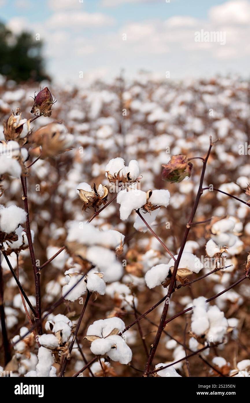 Cotton plants with bolls and dried leaves in a sunlit cotton field ...