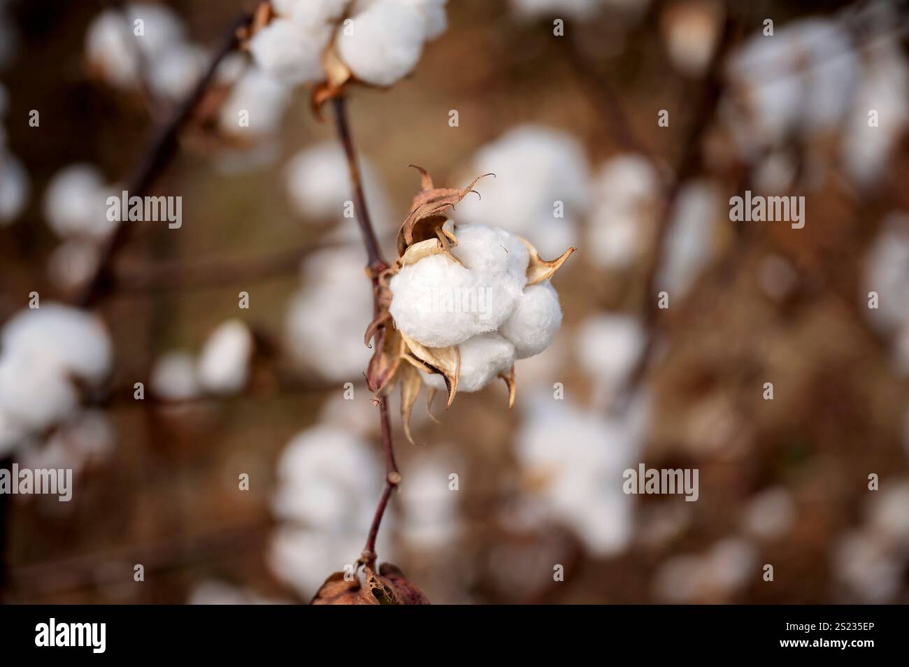 Cotton on plant in hi-res stock photography and images - Alamy