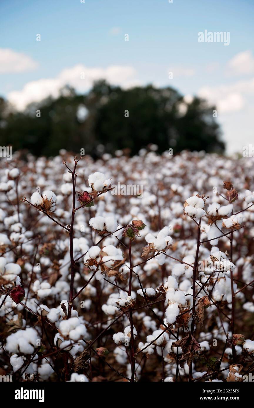 Cultivation of cotton hi-res stock photography and images - Alamy