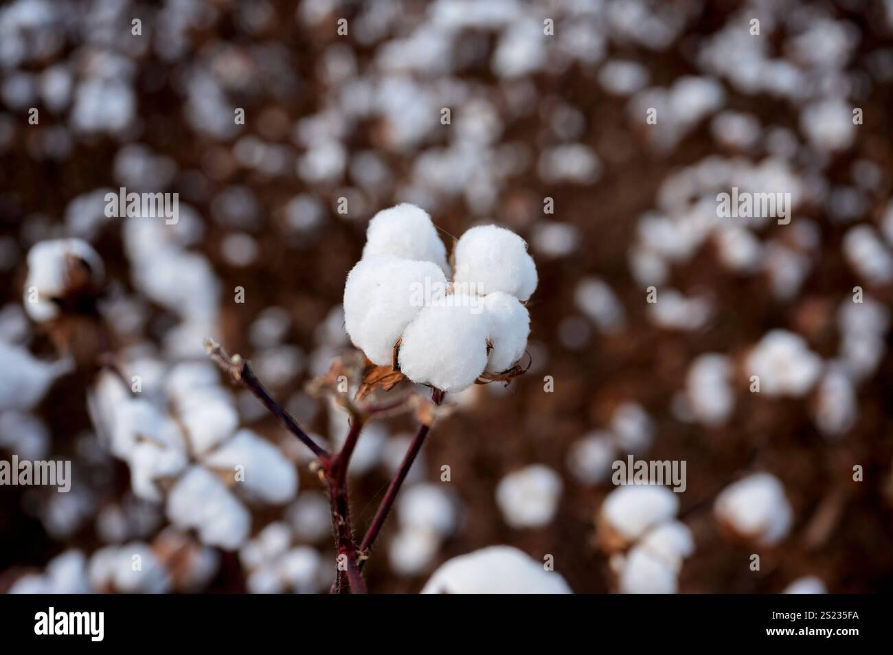Cotton boll in focus with blurred background of a cotton field Stock ...