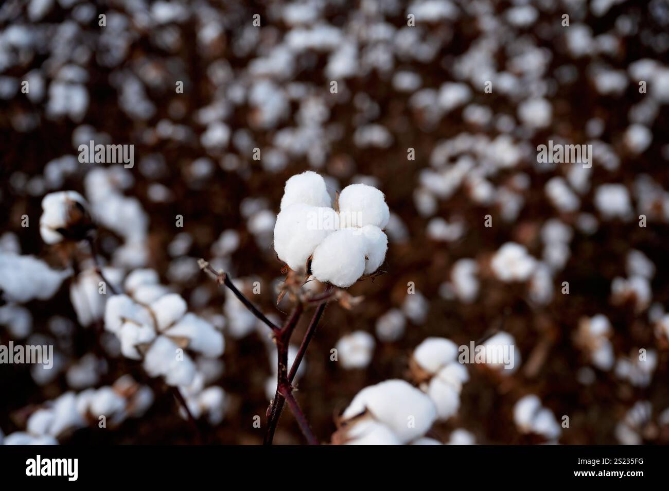 Cotton boll in focus with blurred background of a cotton field Stock ...