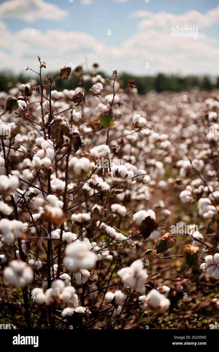 Cotton plants with fluffy bolls in a sunlit, expansive field Stock ...