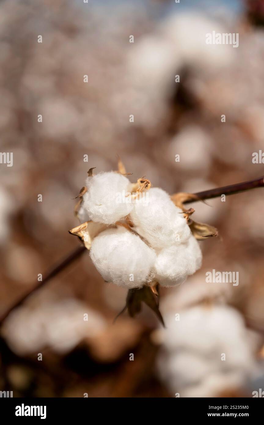 Close-up of fluffy cotton bolls on a plant, blurred field background ...